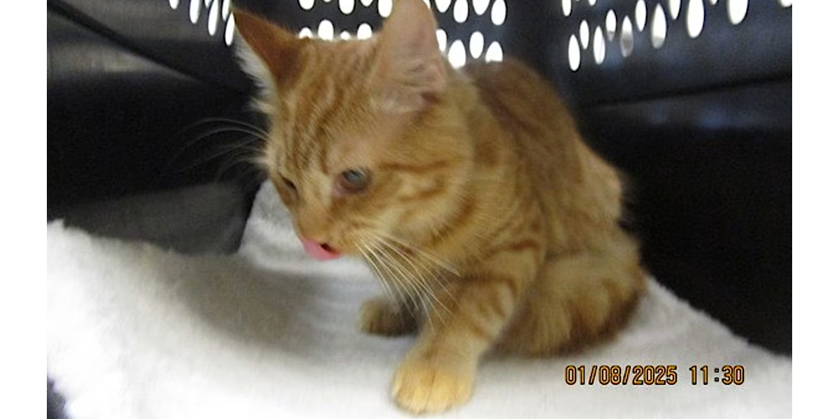 "I'm Ginger, and I'm a sweet kitty in need of a permanent home!" - Cobb ...