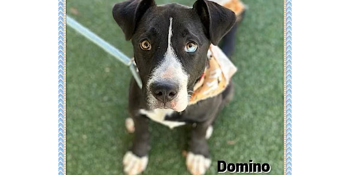 "My name is Domino, and I'm already leashed up ready to go home with ...