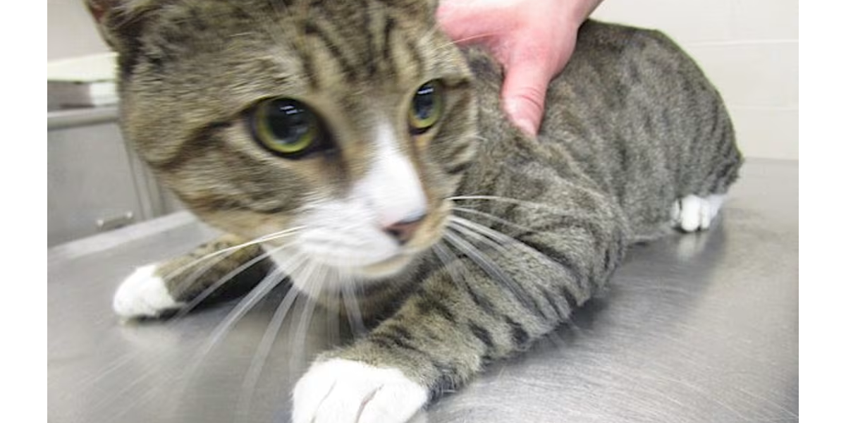 "My name is Bullet, and I want to zing right in to a loving home ...