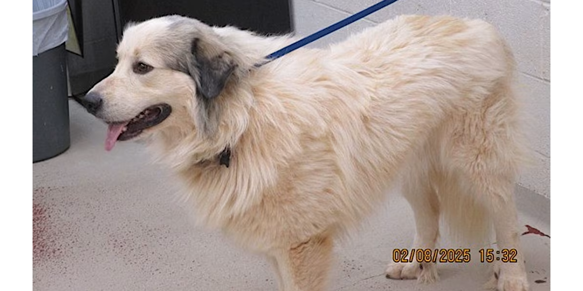 "I'm Thor, and I'll hurl my magic hammer of love right into your heart ...