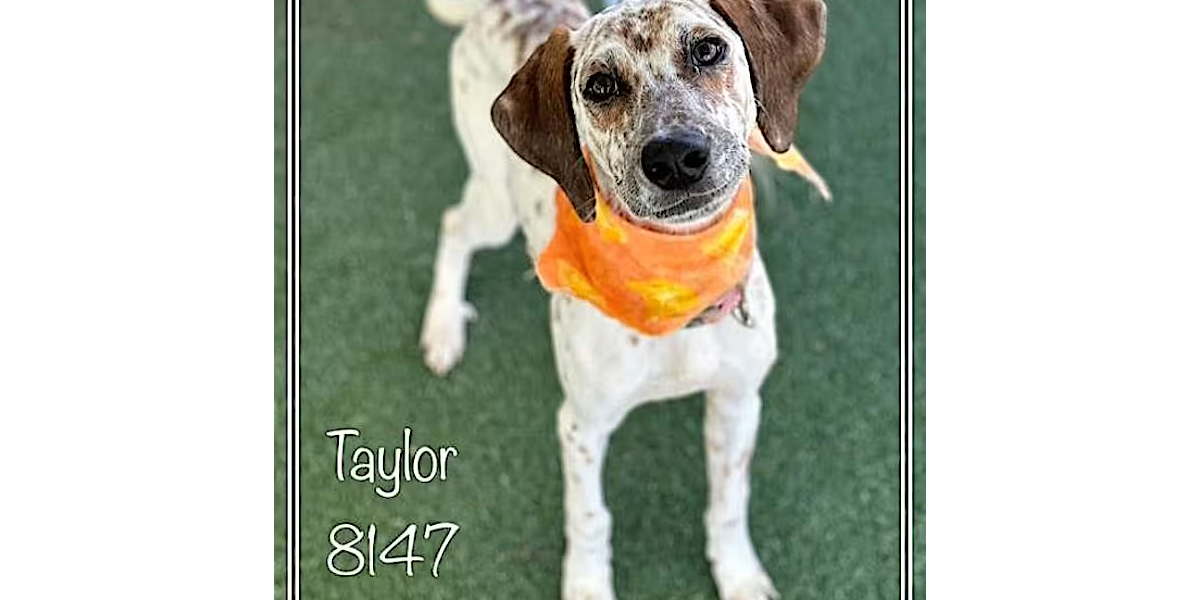 "My name is Taylor, and I 'Ain't nuthin' but a hound dog', who'll give a lot of love to a lucky ...