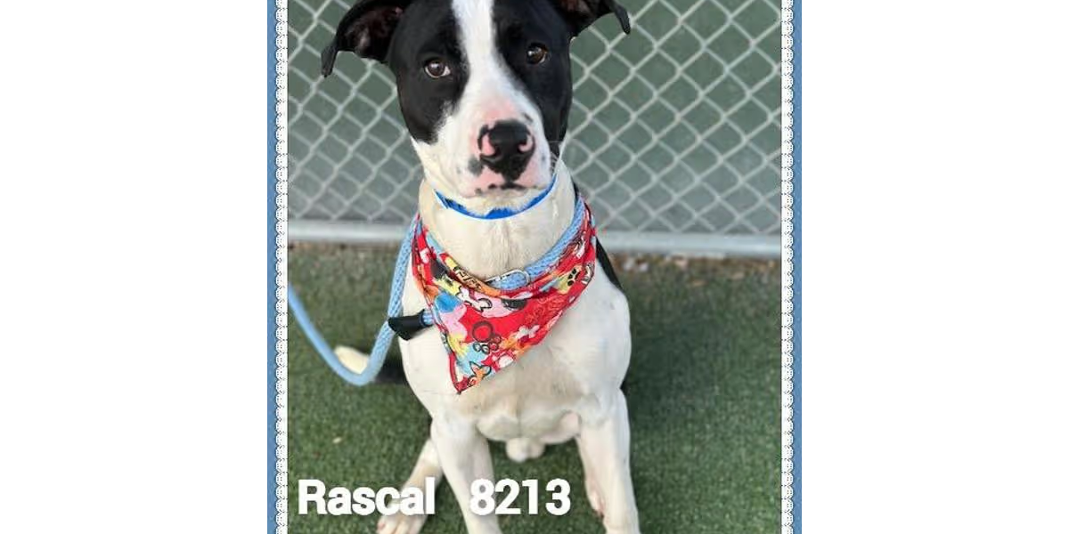 "My name is Rascal, and I want to be the rascal in a loving home ...