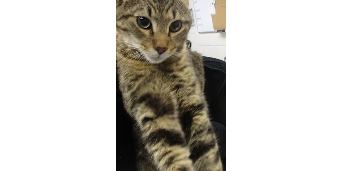 "I'm just going to hang out here until I'm adopted into a loving home ...