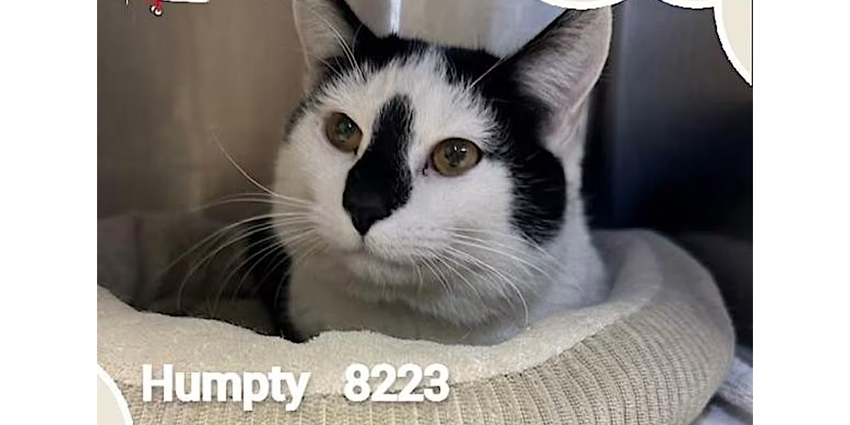 "My name is Humpty, and no, I don't know exactly how I got that name ...