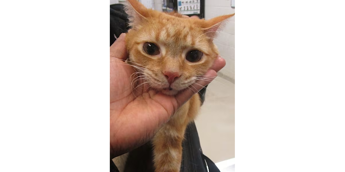 "My name is Luke, and I need a permanent loving home!" - Cobb Courier