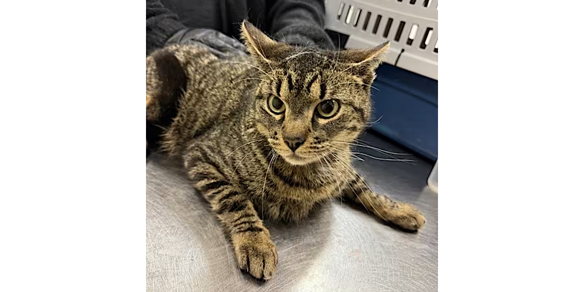 "My name is Alivia, and I'd be a great addition to your home!" - Cobb ...