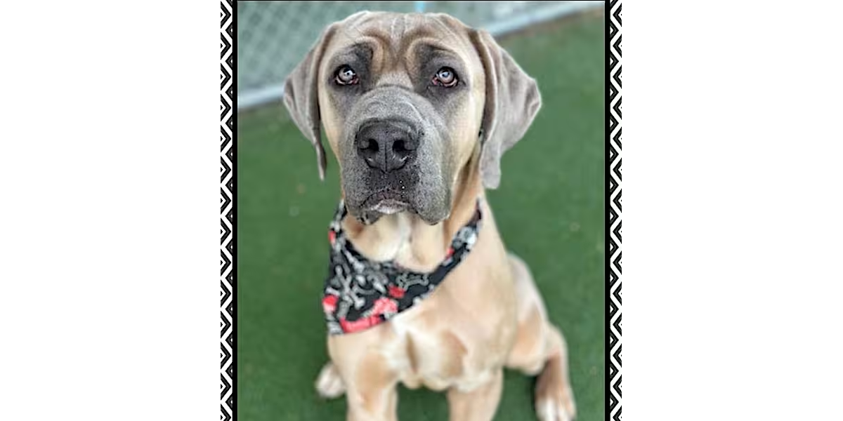 "My name is Hendrix. Are you here to adopt me?" - Cobb Courier