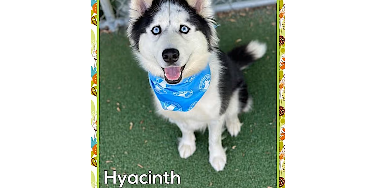 "My name is Hyacinth, and I'm so excited about the prospect of going ...