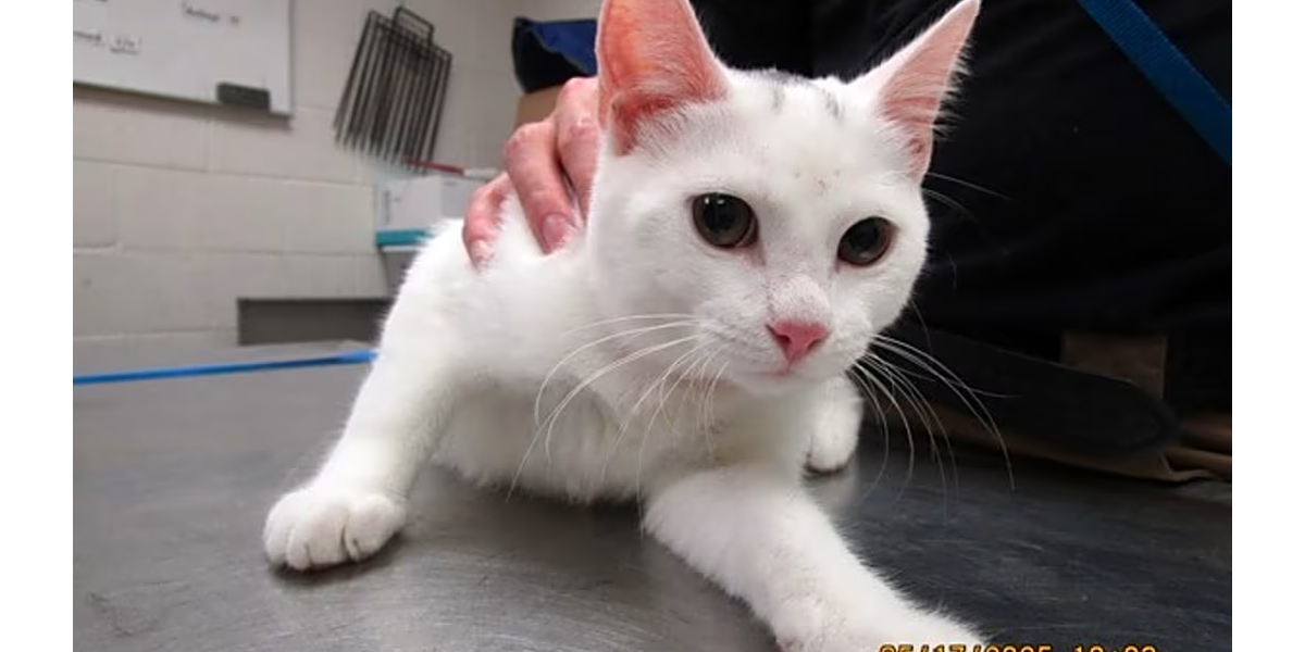 "My name is Cloud. Are you here to adopt me?" - Cobb Courier