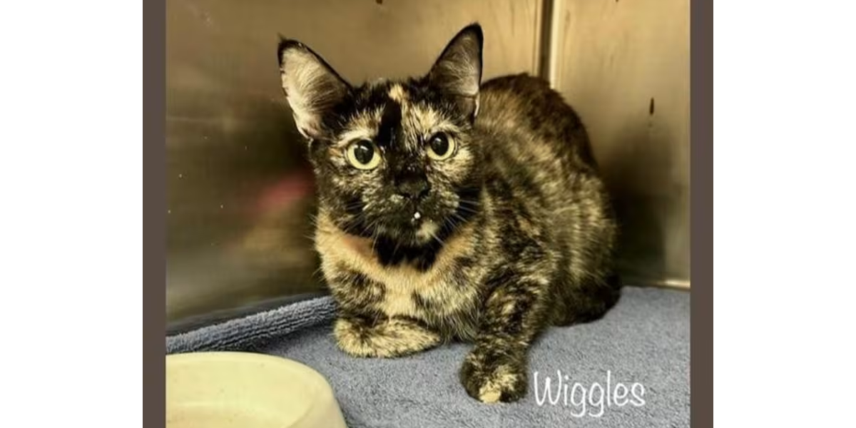"My name is Wiggles, and I'm in need of a loving home!" - Cobb Courier