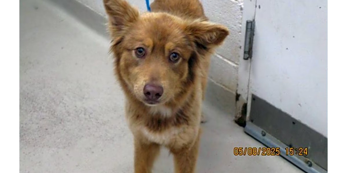 "My name is Ivy. Are you here to adopt me?" - Cobb Courier