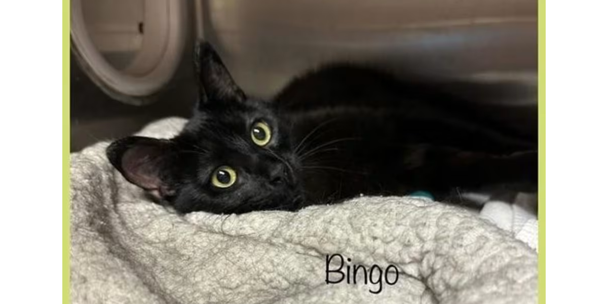 "My name is Bingo. Are you here to adopt me?" - Cobb Courier