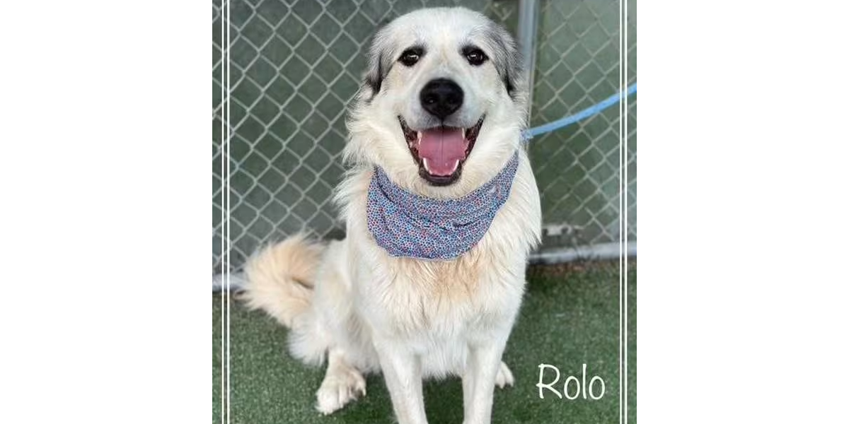 "My name is Rolo. Are you here to adopt me?" - Cobb Courier