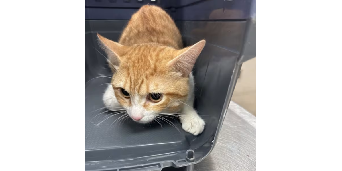 “My name is Guerito, and I'm in need of a loving home!" - Cobb Courier