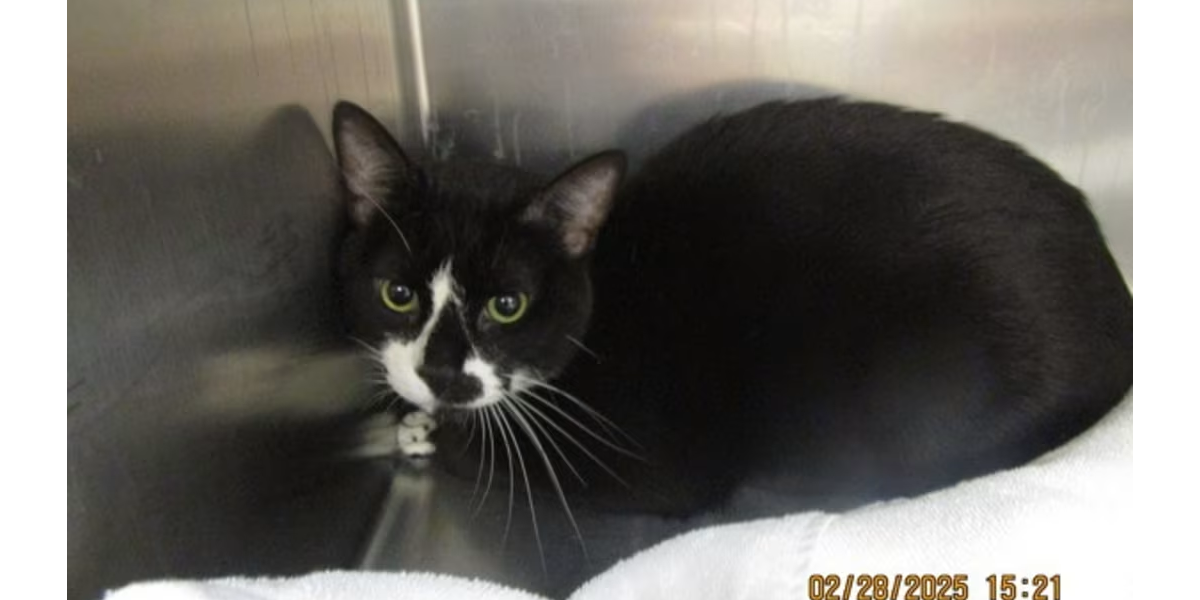 Cobb animal services issues statement disputing "grossly exaggerated ...