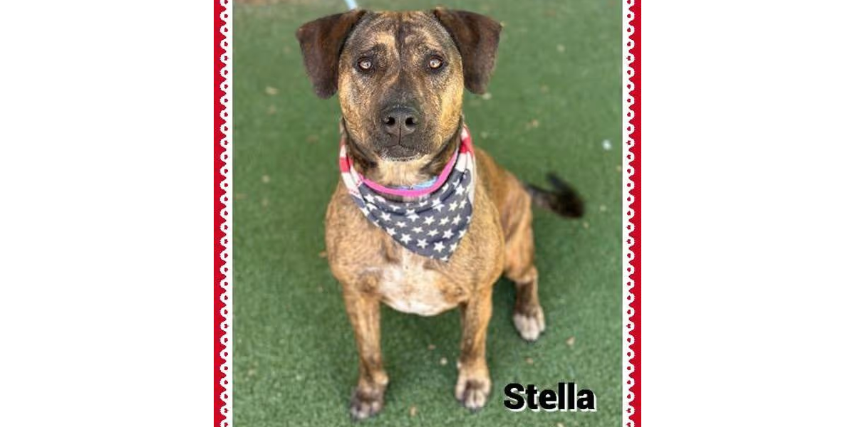 "My name is Stella, and I'm in need of a loving home!" - Cobb Courier