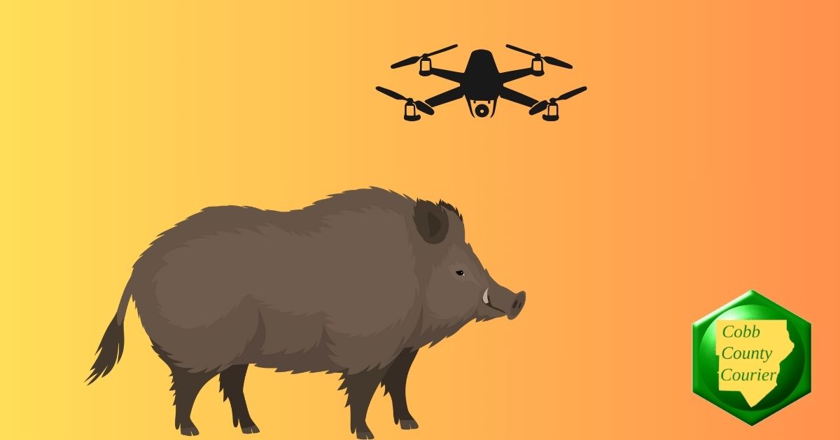 Feral hogs and peanuts prompt KSU AI project - Cobb Courier