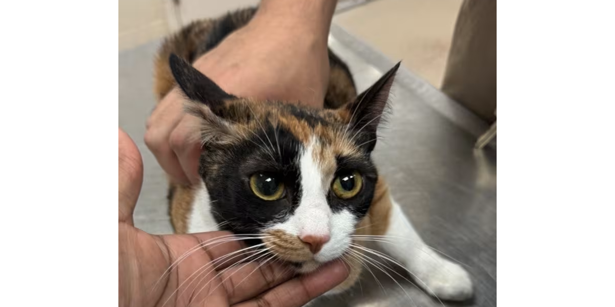 “My name is Pandora, and I'm in need of a loving home!" - Cobb Courier