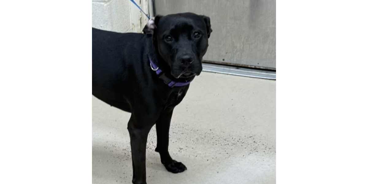 "My name is Kiera. Are you here to adopt me?" - Cobb Courier