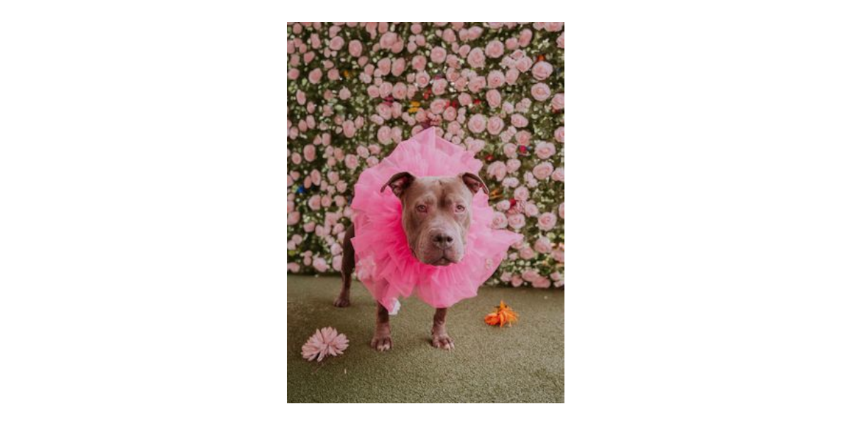 Aster: A very special Dog of the Day - Cobb Courier