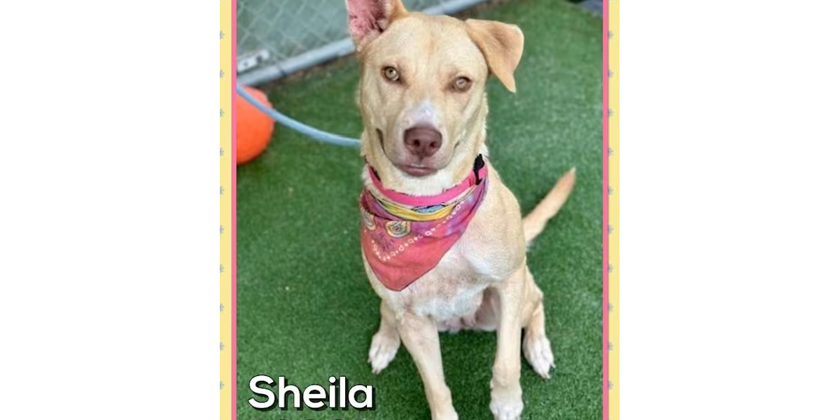 "My name is Sheila, and I'm a doggy in need of a permanent loving home ...