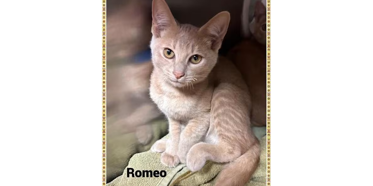 "My name is Romeo, and I'm a kitty in need of a permanent loving home ...