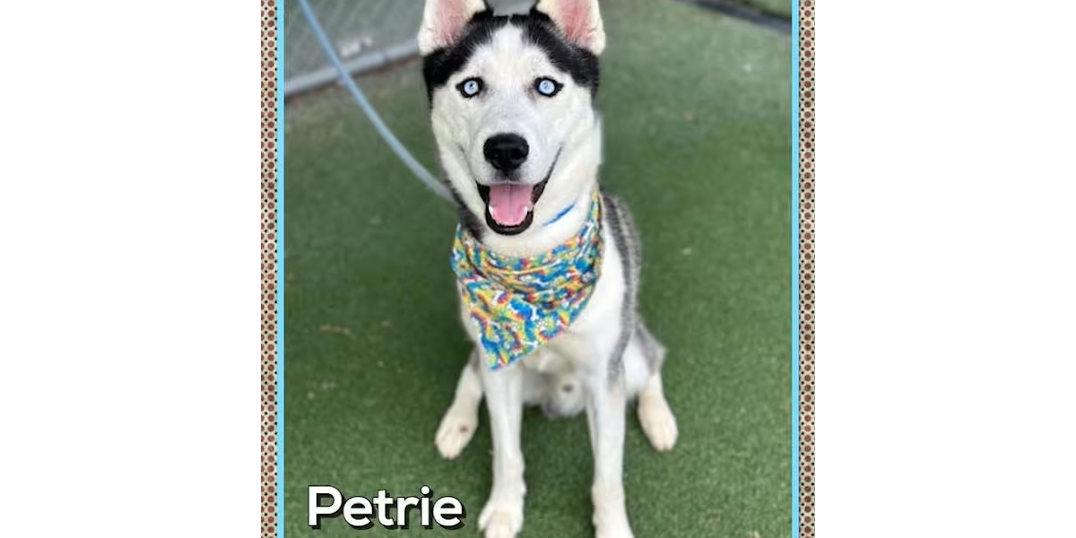 "My name is Petrie, and I'm in need of a loving home!" - Cobb Courier