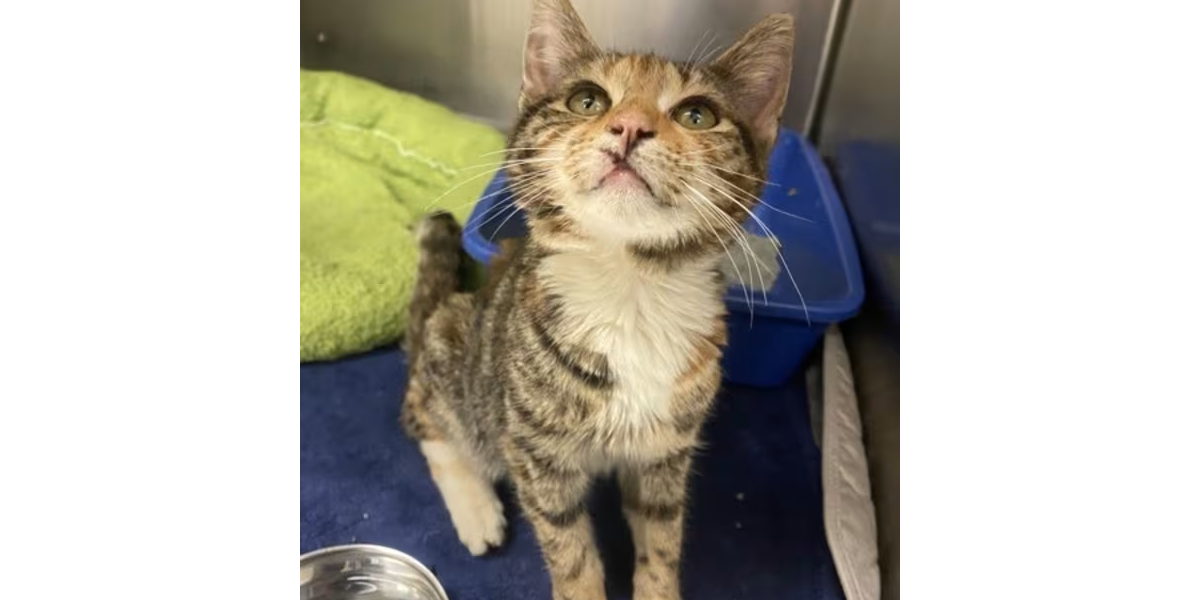 "My name is Phoebe. Are you here to adopt me?" - Cobb Courier