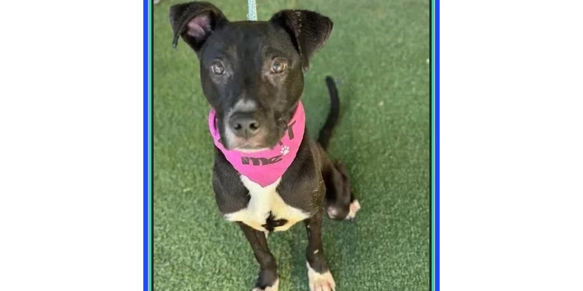 "My name is Ace. Are you here to adopt me?" - Cobb Courier
