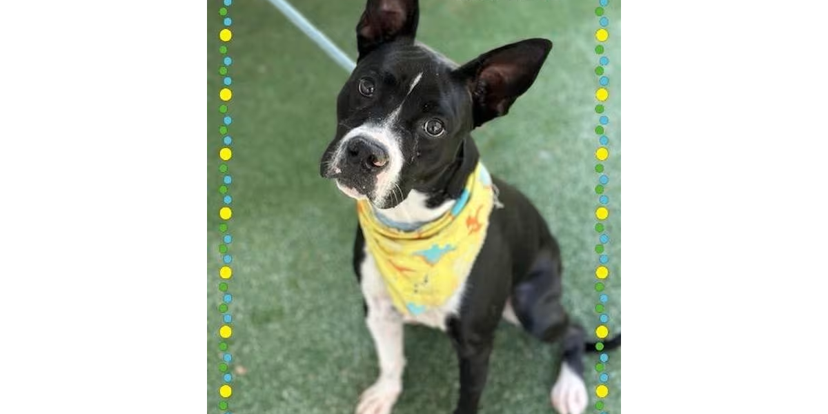 "My name is Bella. Are you here to adopt me?" - Cobb Courier
