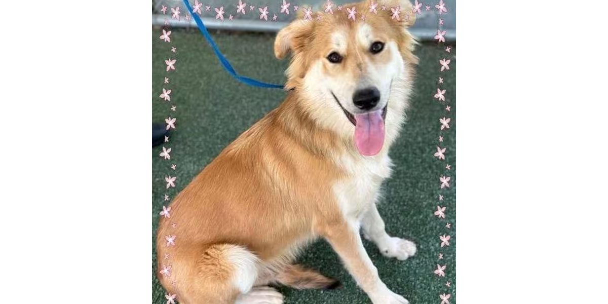 "My name is Bella, and I'm so excited about the prospect of going home ...