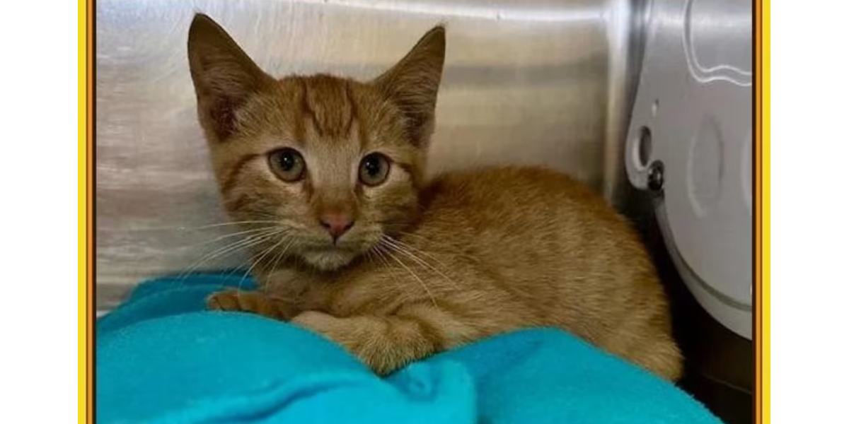 “My name is Sunny, and I'm in need of a loving home!" - Cobb Courier