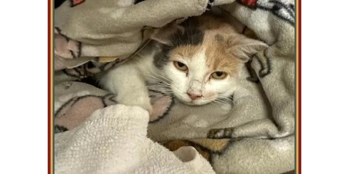 "My name is Mabel. Are you here to adopt me?" - Cobb Courier