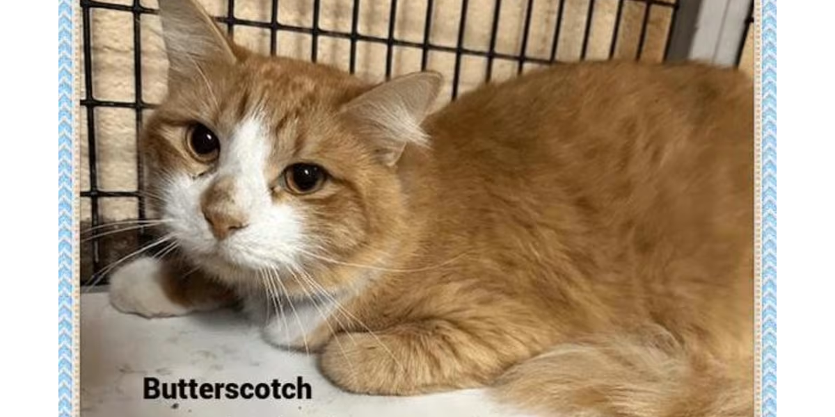 “My name is Butterscotch, and I'm in need of a loving home!" - Cobb Courier