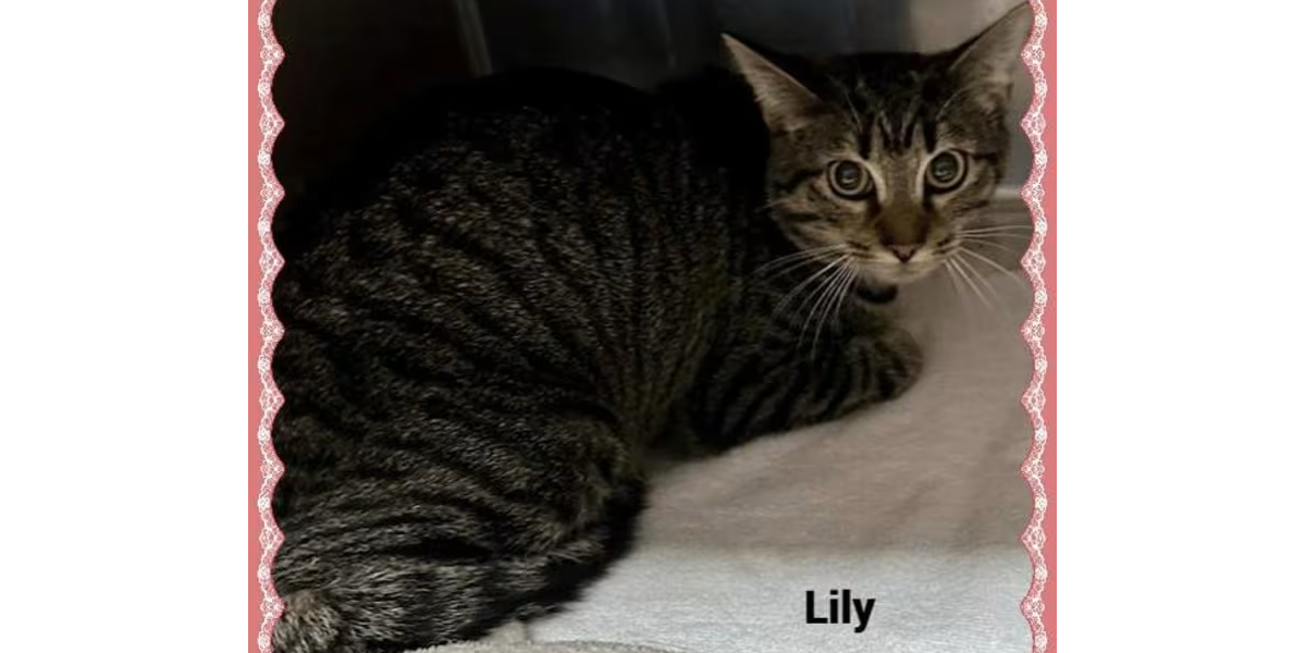 "My name is Lily. Are you here to adopt me?" - Cobb Courier