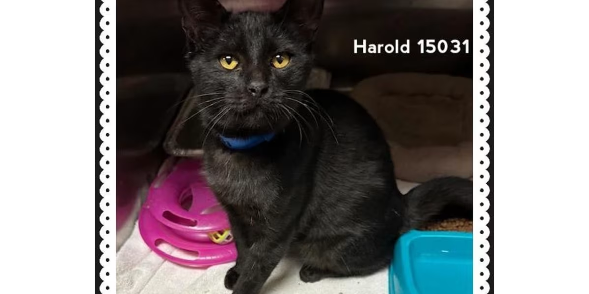 "My name is Harold. Are you here to adopt me?" - Cobb Courier