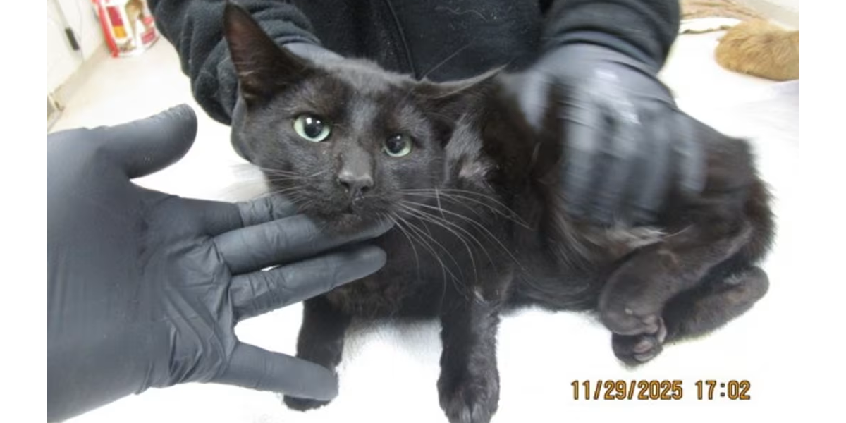 "My name is Harry. Are you here to adopt me?" - Cobb Courier