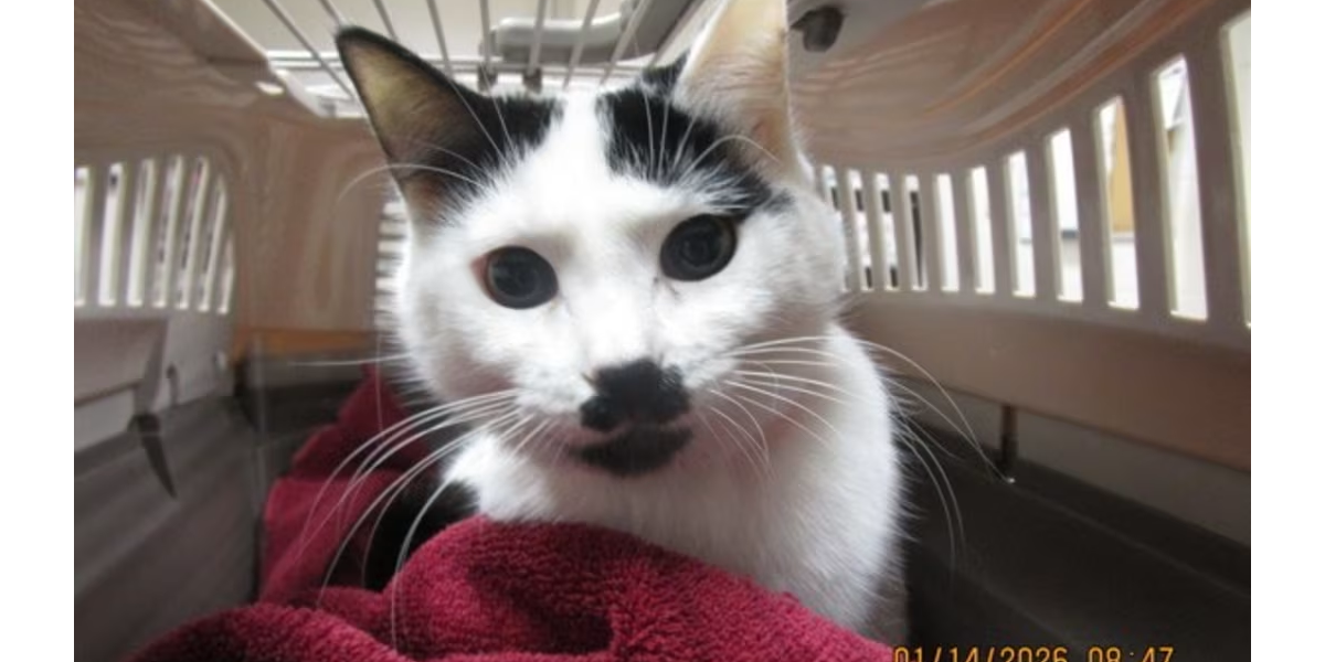 “My name is Cyrus, and I'm in need of a loving home!" - Cobb Courier