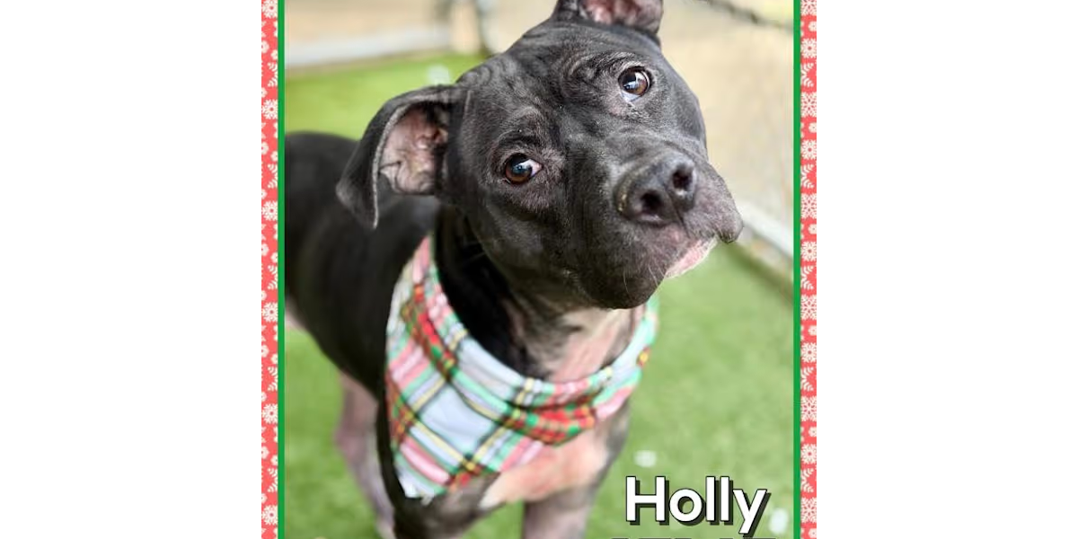 "My name is Holly, and I'm in need of a loving home!" - Cobb Courier