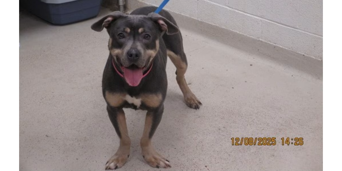 "My name is Mulan, and I'm so excited about the prospect of going home ...