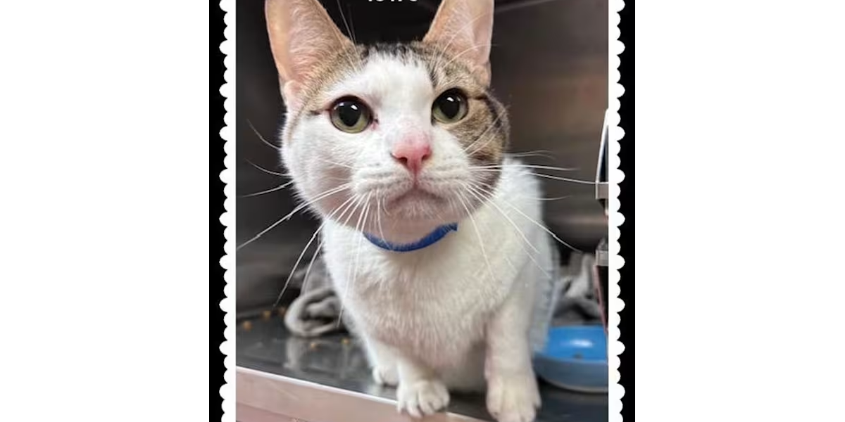 “My name is Cole, and I'm in need of a loving home!" - Cobb Courier