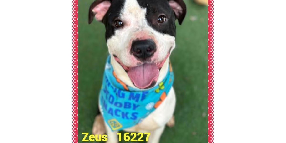 "My name is Zeus, and I'm so excited about the prospect of going home ...