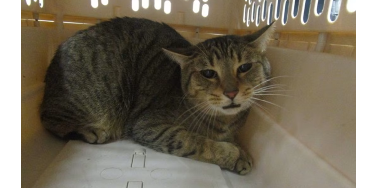 "My name is Koda. Are you here to adopt me?" - Cobb Courier