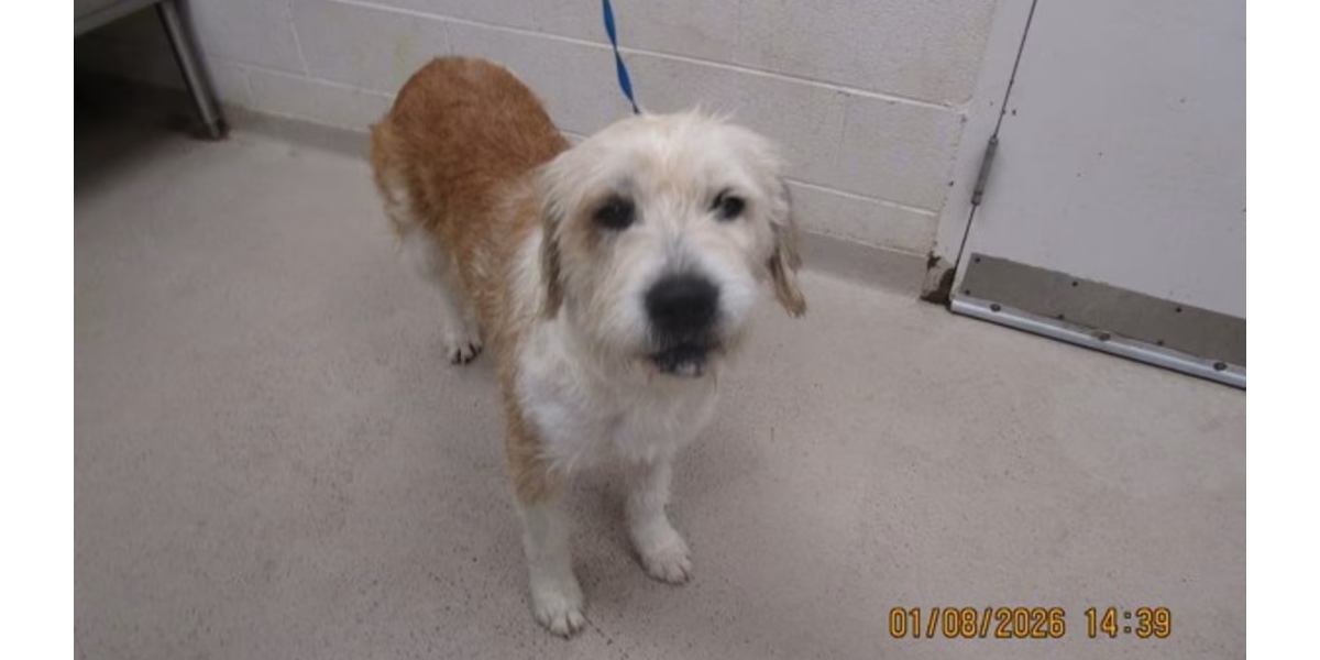 "My name is Rex, and I'm in need of a loving home!" - Cobb Courier