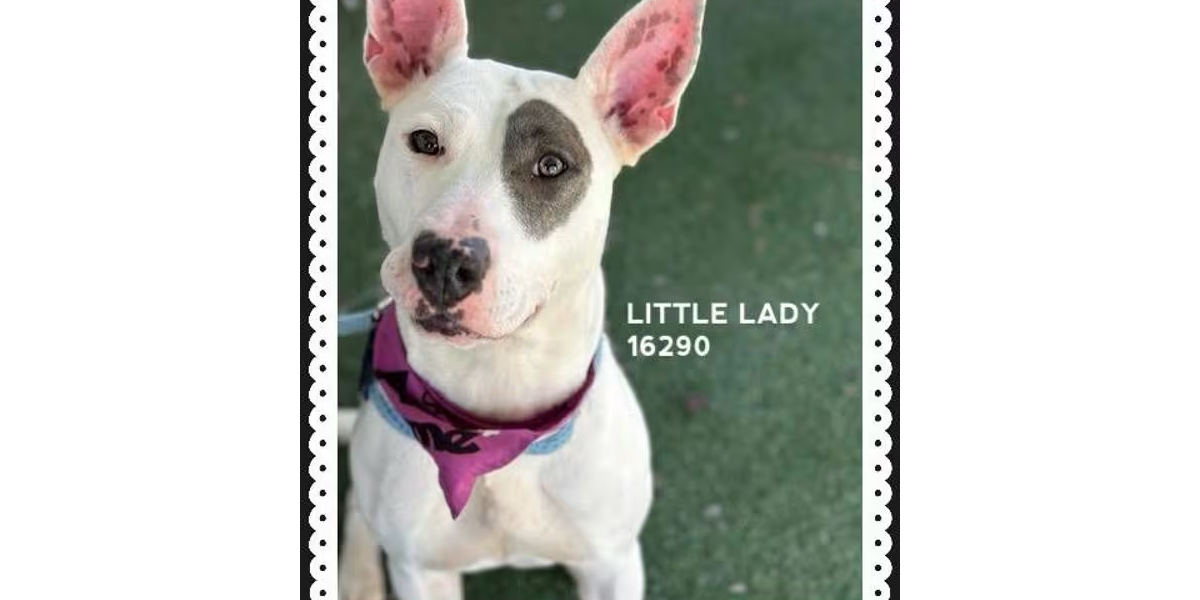 "My name is Little Lady. Are you here to adopt me?" - Cobb Courier