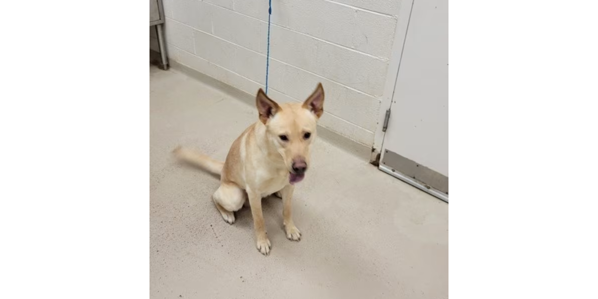 "My name is Cash. Are you here to adopt me?" - Cobb Courier