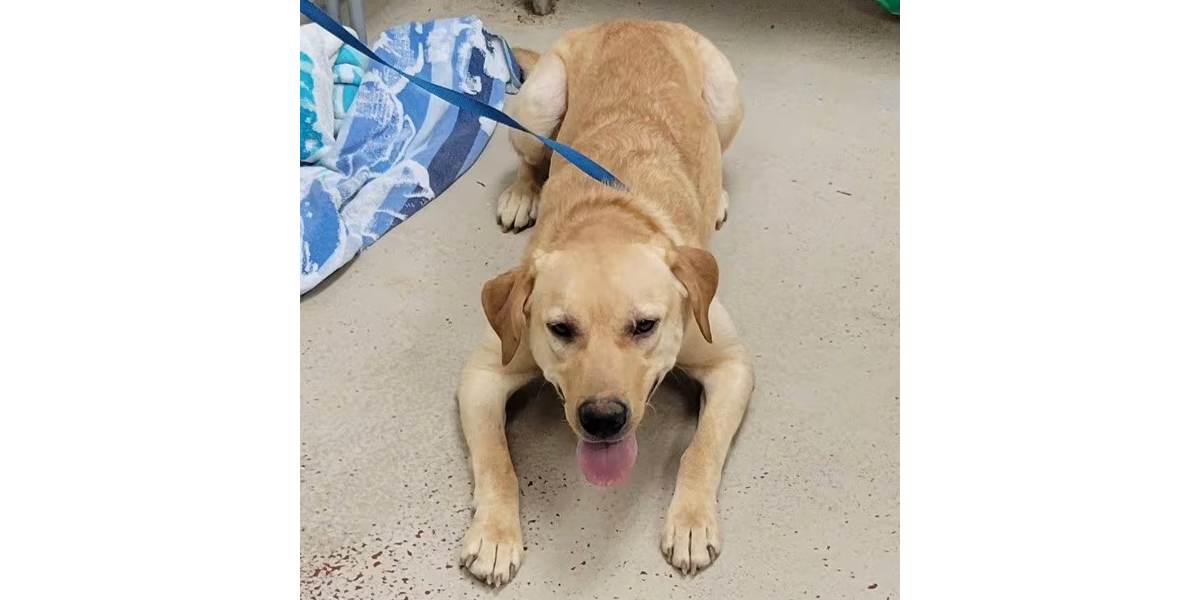 "My name is Thanos. Are you here to adopt me?" - Cobb Courier