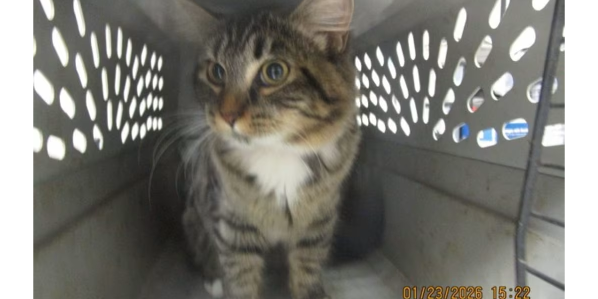 “My name is Milo, and I'm in need of a loving home!" - Cobb Courier