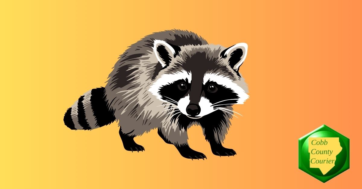 Raccoons break into liquor stores, scale skyscrapers and pick locks ...