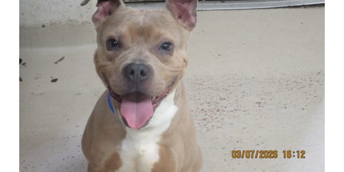 "My name is Stone Chaos, and I'm in need of a loving home!" - Cobb Courier